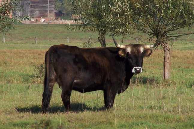 Heckrind - Junior Ranger