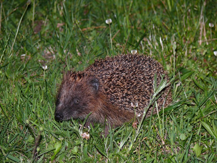 Igel - Junior Ranger