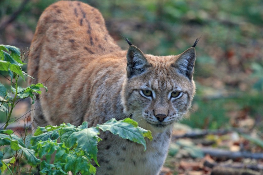 Luchs - Junior Ranger