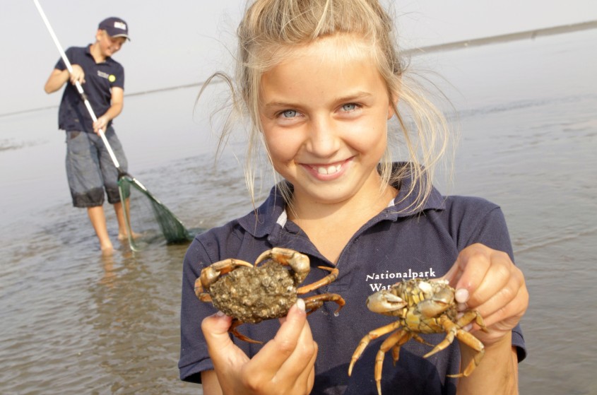 Strandkrabbe - Junior Ranger