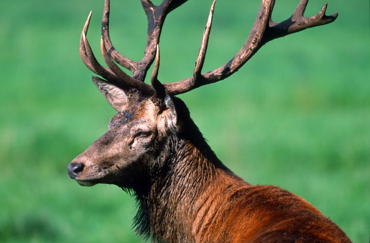 Rotwild - Junior Ranger