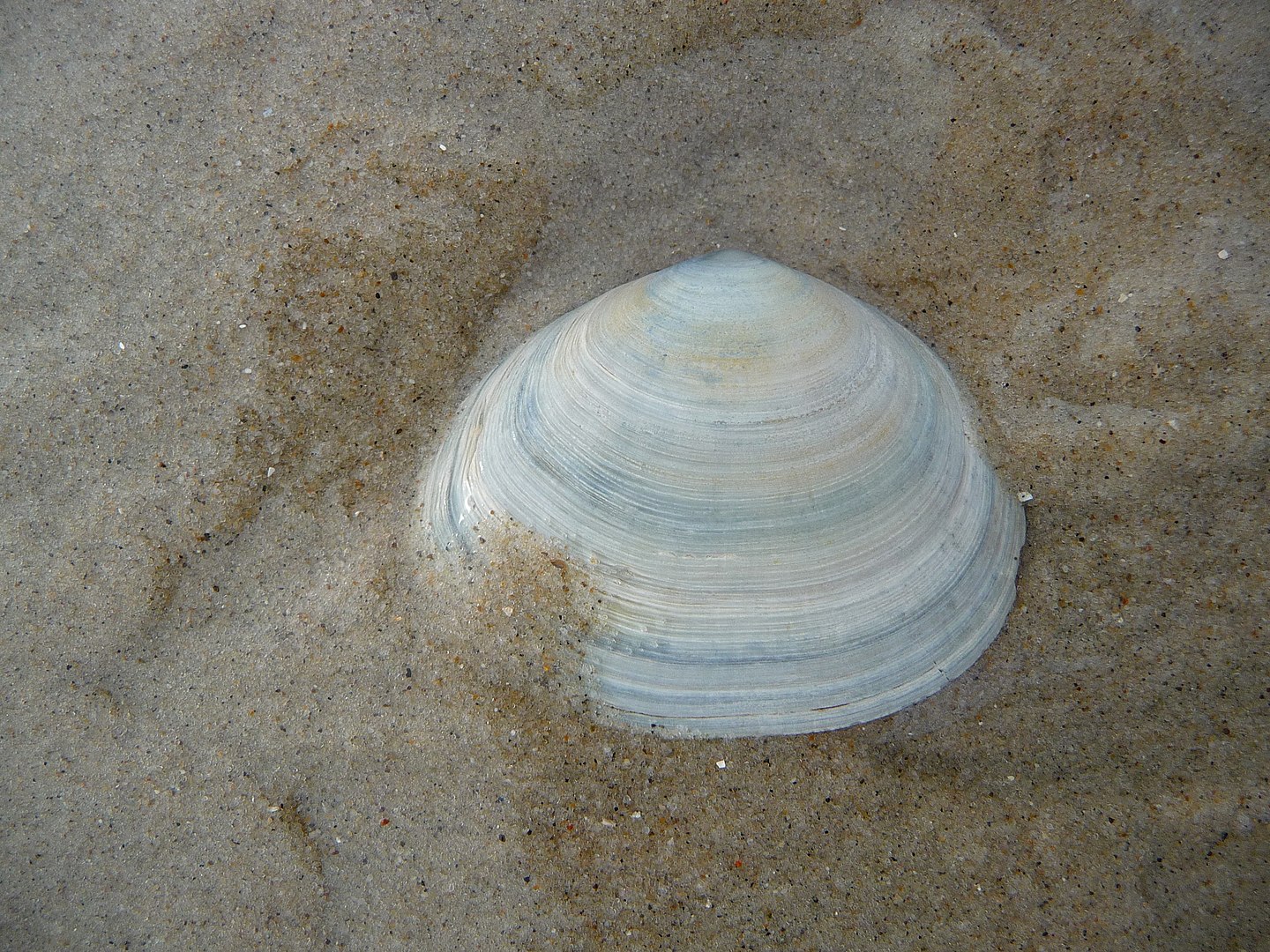 Große Pfeffermuschel - Junior Ranger