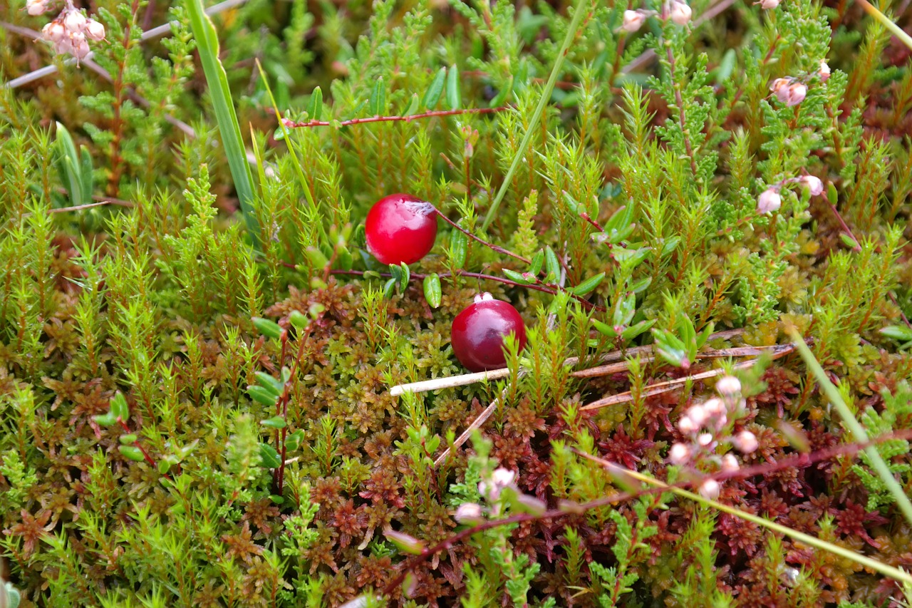 Moosbeere - Junior Ranger